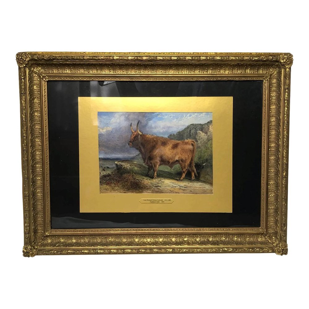 Aster Richard Chilton Corbould, Scottish Highland Prized Longhorn ...