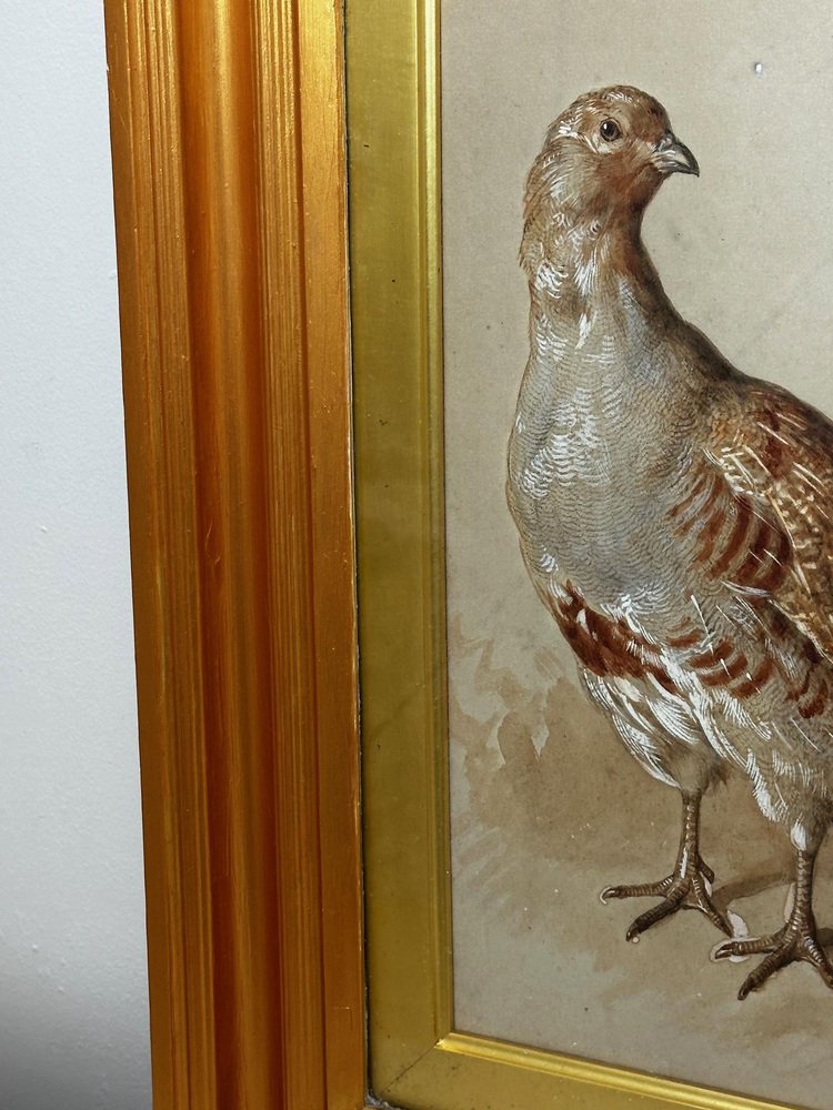 Frank Paton, Partridge Game Bird, Aquarell bei Pamono kaufen