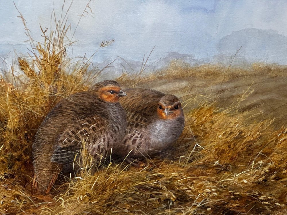 Neil Cox, Grey Partridge Game Birds Sheltering, New Forest, Watercolor ...