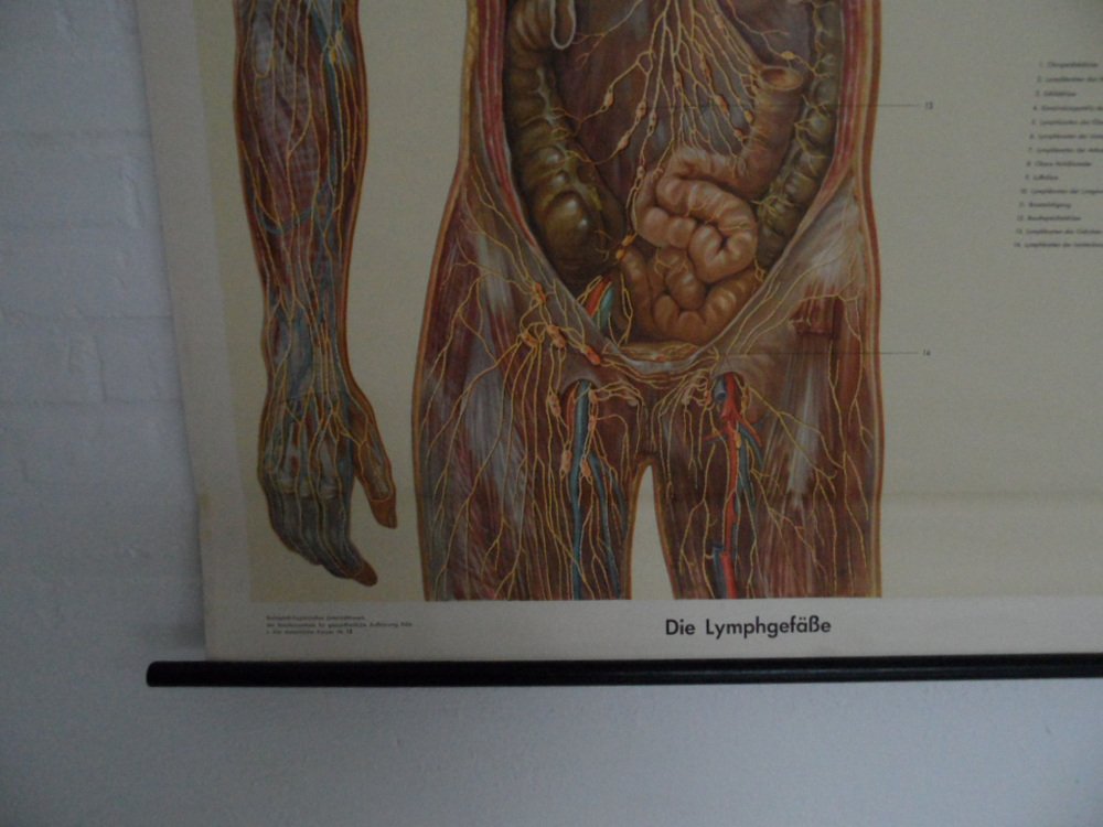 Vintage School Map of the Human Body, 1960s for sale at Pamono