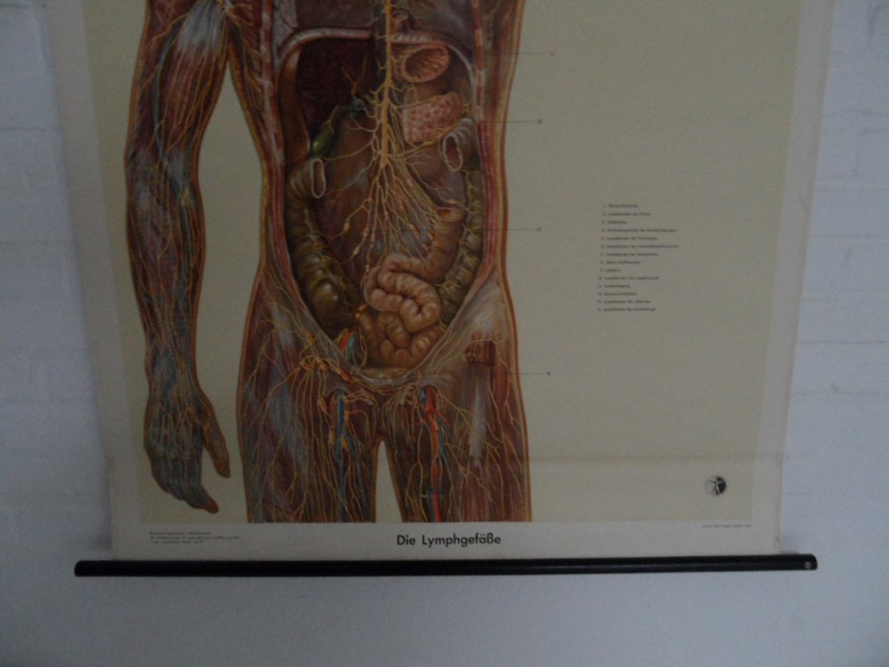 Vintage School Map of the Human Body, 1960s for sale at Pamono