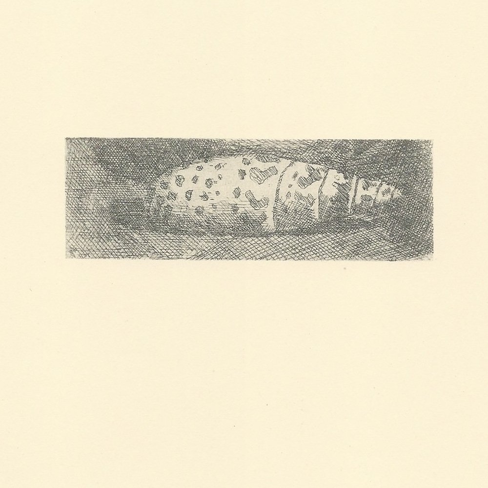 Giorgio Morandi, Shell, 1921-1957, Lithograph for sale at Pamono