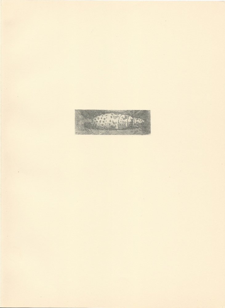 Giorgio Morandi, Shell, 1921-1957, Lithograph for sale at Pamono