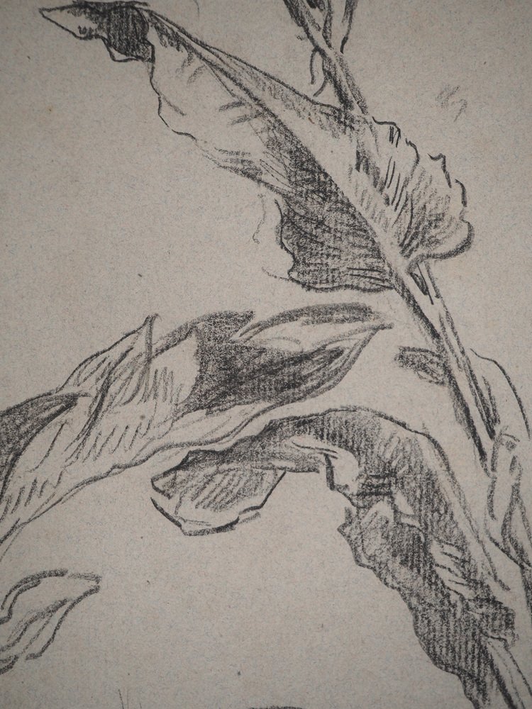 Maximilien Luce, Study of Leaves, Original Drawing for sale at Pamono