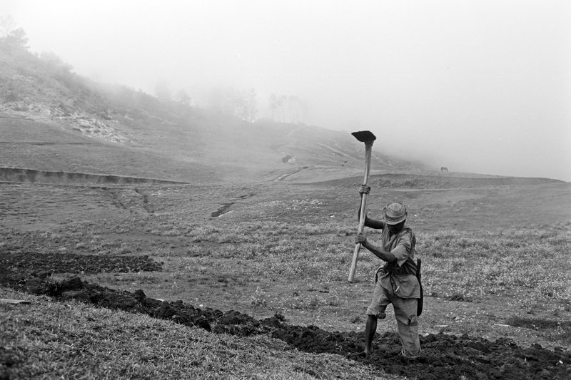 Erich Andres, Labor in the Fields, Port-au-Prince, Photograph for sale ...