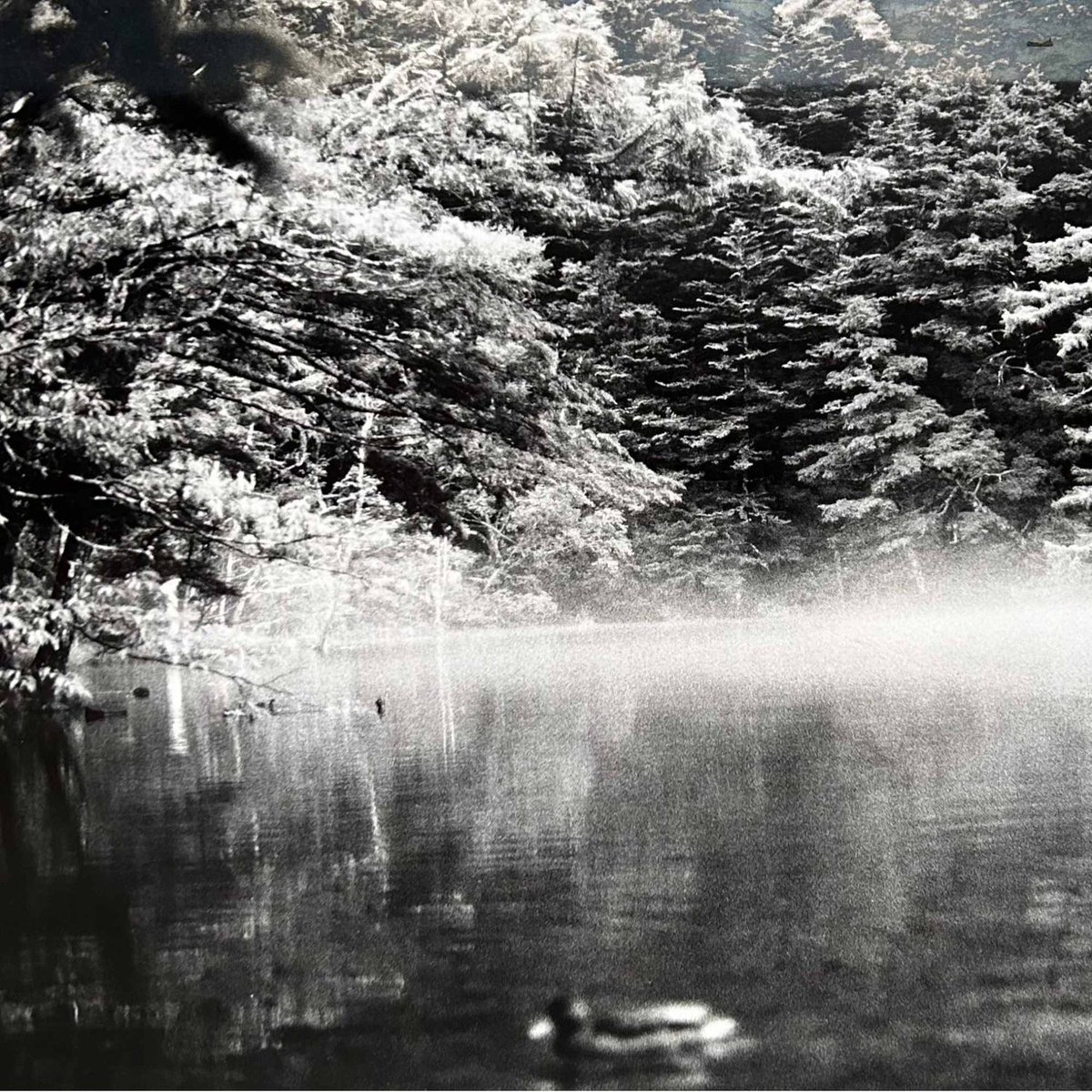 Noriko Saito, Japanese Forest Landscape, 1980s, Photographic Print ...
