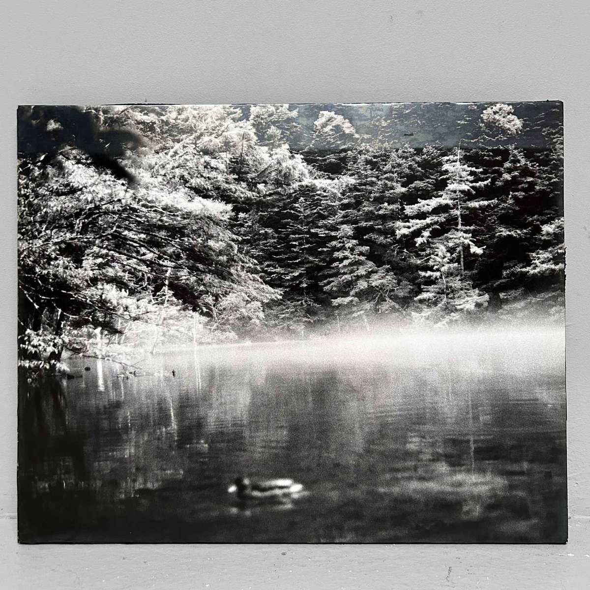Noriko Saito, Japanese Forest Landscape, 1980s, Photographic Print ...