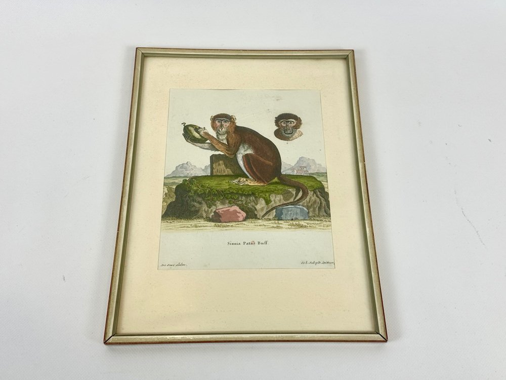 Johan Sebastian Leitner, Monkey, 1775, Copperplate Engraving for sale ...