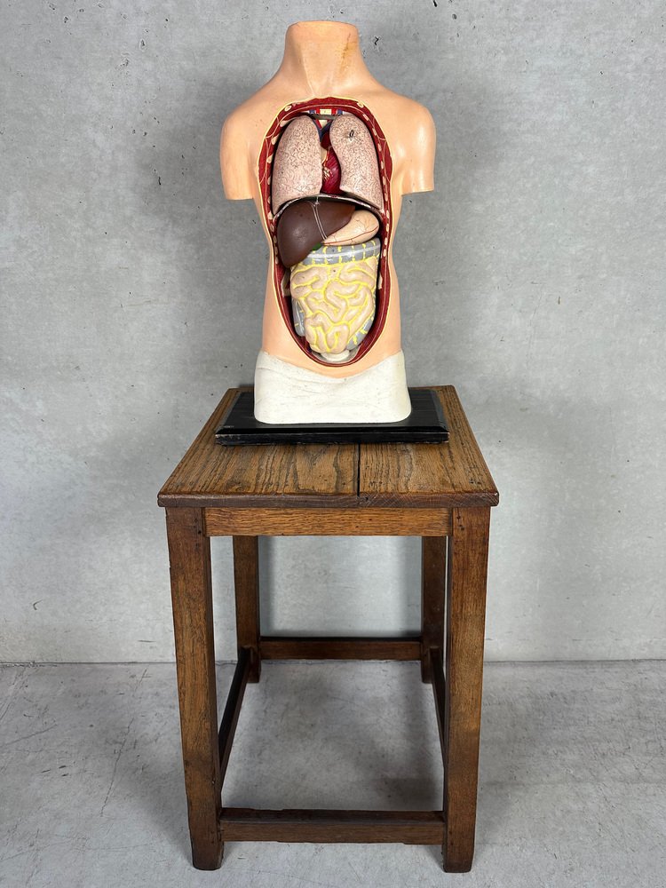 Small Antique Anatomical Model in Plaster and Paper Maché for sale at ...