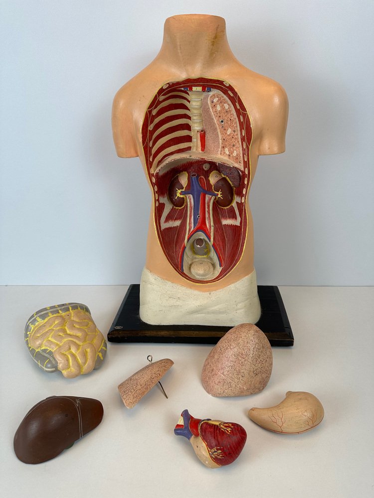 Small Antique Anatomical Model in Plaster and Paper Maché for sale at ...