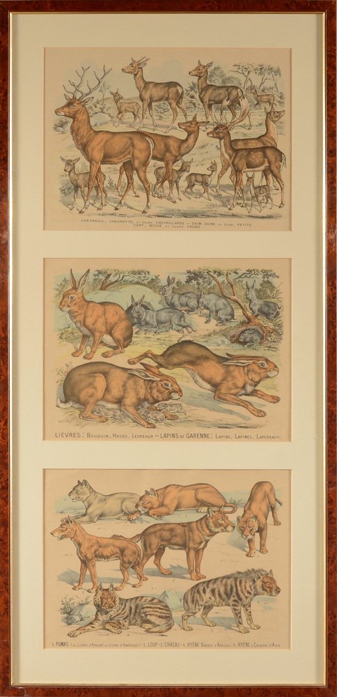 After Gabriel Gostiaux, French Animal Triptychs, 1890, Lithographs, Set ...