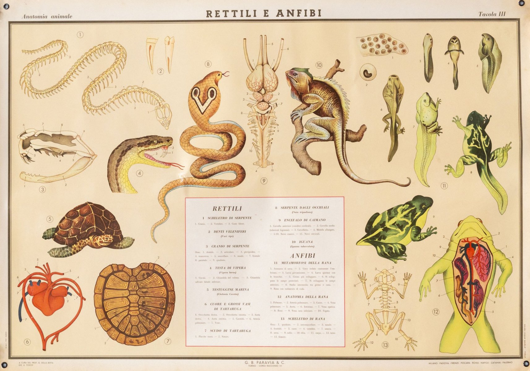 Educational Poster Depicting Reptiles and Amphibians from G.B. Paravia ...