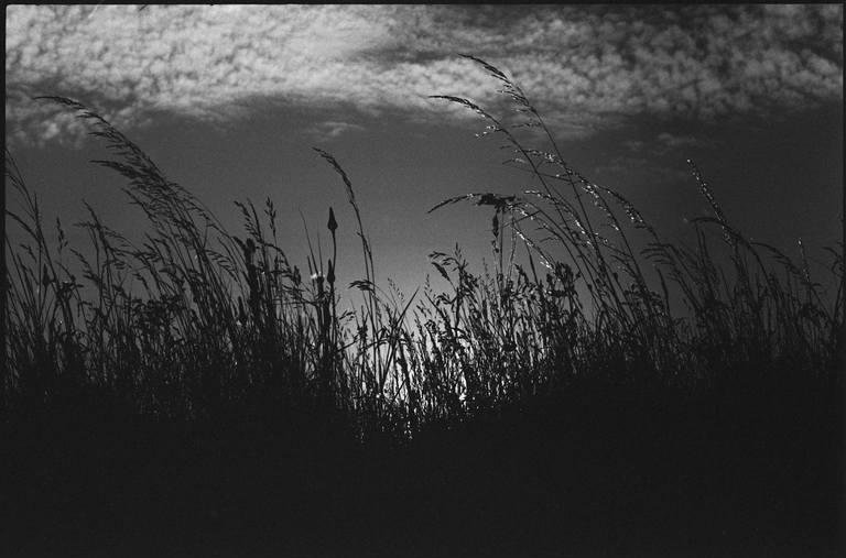 Paul Cooklin, Wild Grasses, Photograph for sale at Pamono