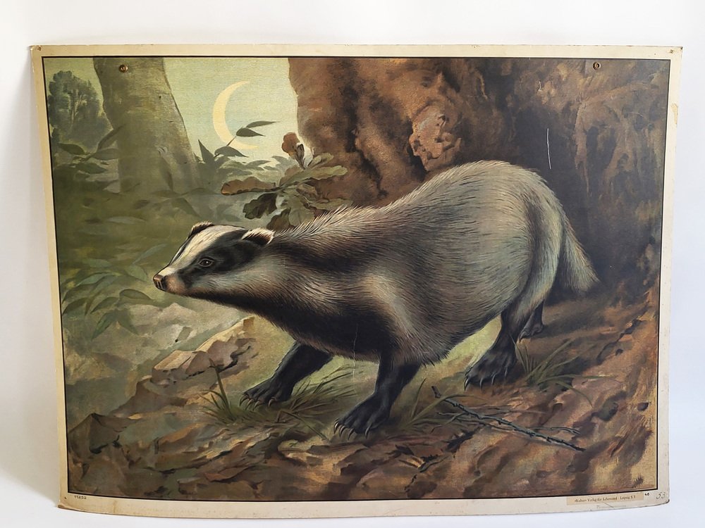 19th Century Educational Wall Chart with Badger for sale at Pamono