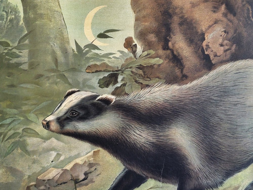 19th Century Educational Wall Chart with Badger for sale at Pamono