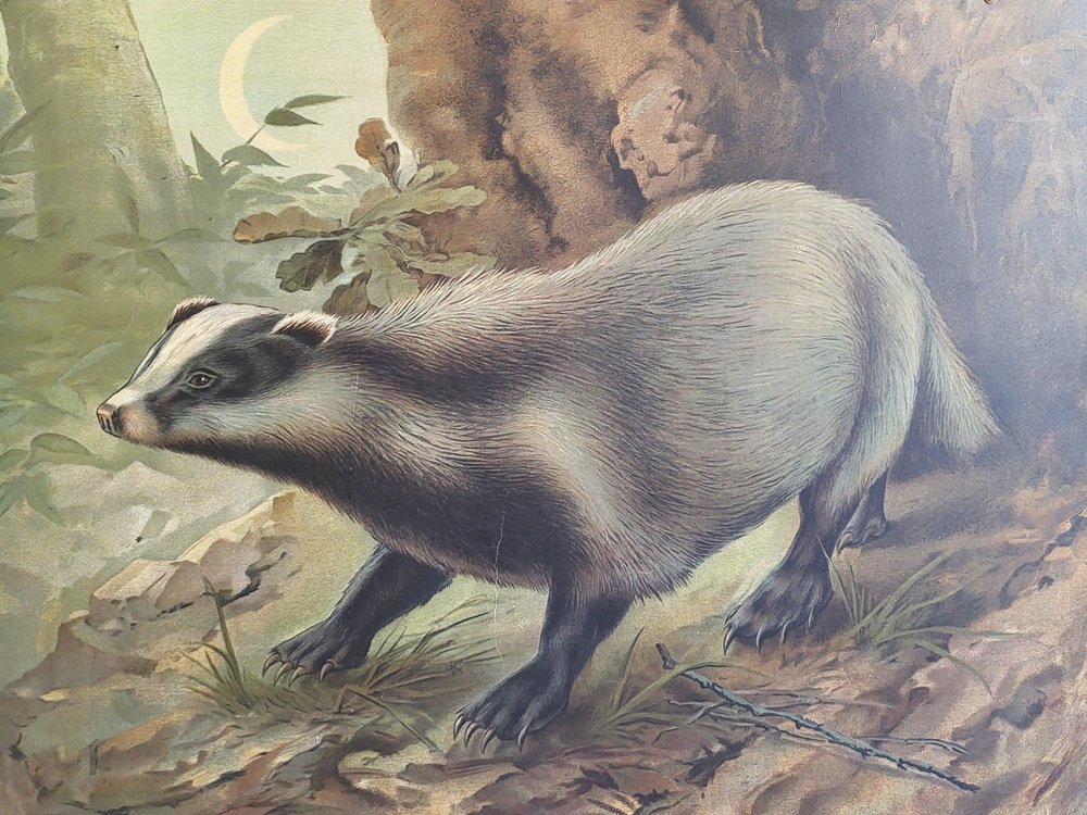 19th Century Educational Wall Chart with Badger for sale at Pamono