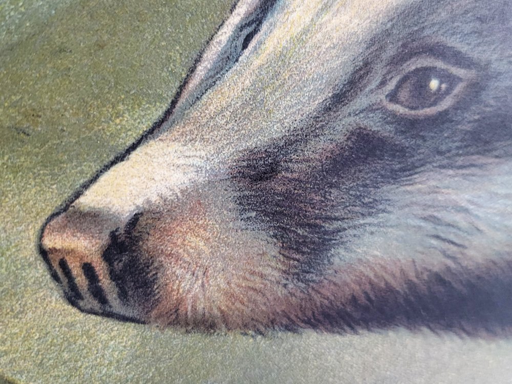 19th Century Educational Wall Chart with Badger for sale at Pamono