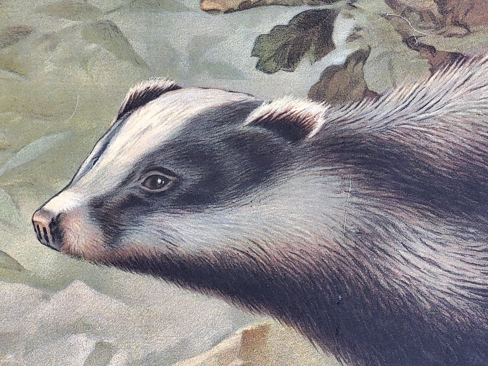 19th Century Educational Wall Chart with Badger for sale at Pamono