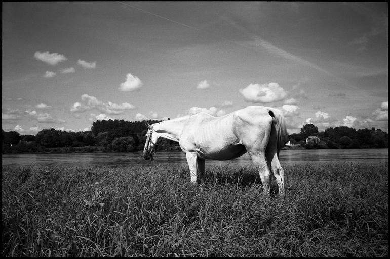 Paul Cooklin, Cheval Blanc, Photographie en vente sur Pamono