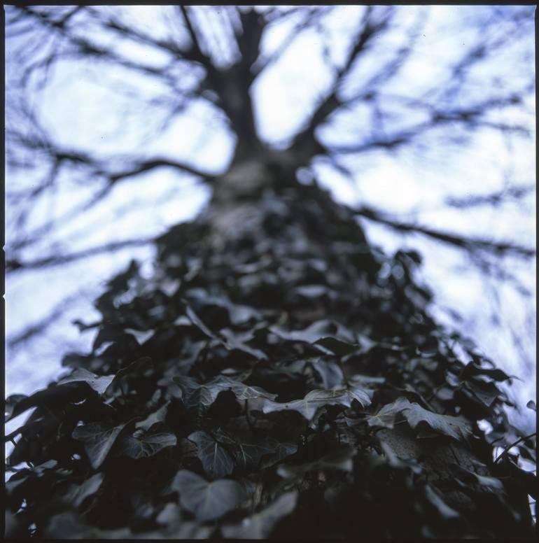Paul Cooklin, Ivy I, Photograph for sale at Pamono