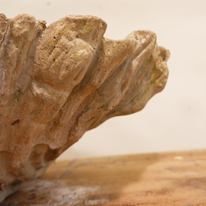 Antique Concrete Shell Bird Bath for sale at Pamono