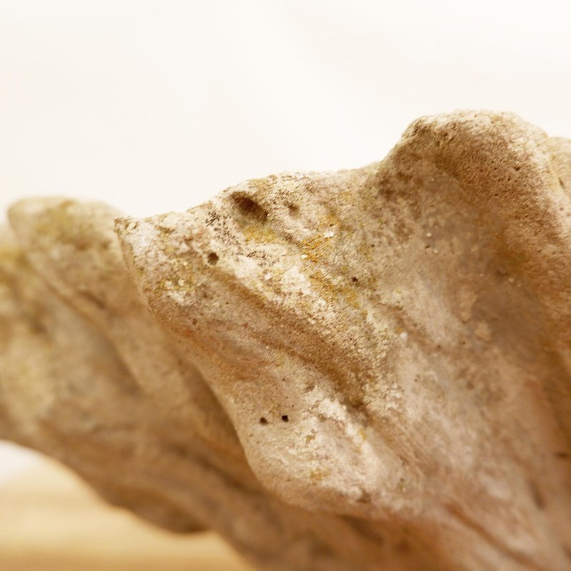 Antique Concrete Shell Bird Bath for sale at Pamono