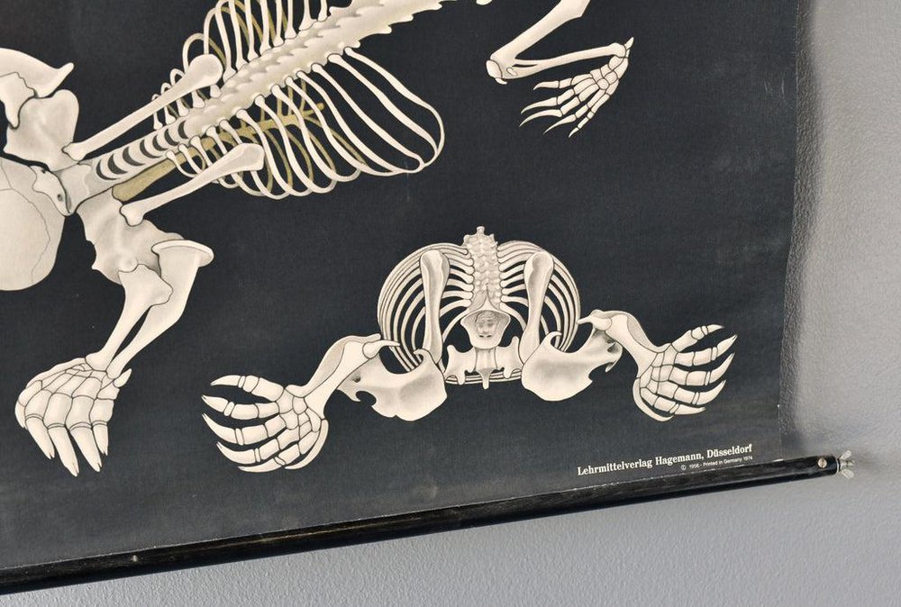 Wall Chart of the Mole by Jung-Koch-Quentell, 1950s for sale at Pamono