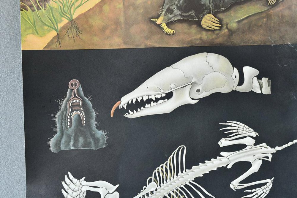 Wall Chart of the Mole by Jung-Koch-Quentell, 1950s for sale at Pamono