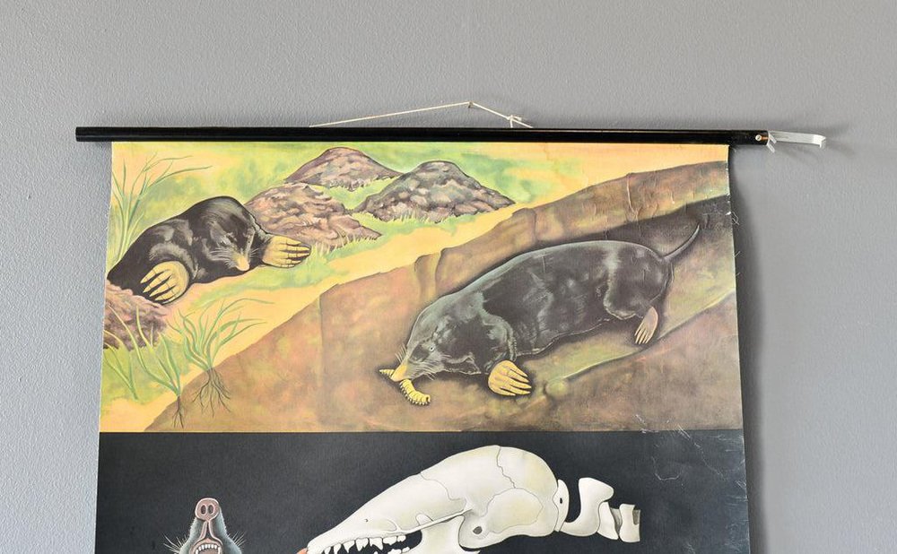 Wall Chart of the Mole by Jung-Koch-Quentell, 1950s for sale at Pamono