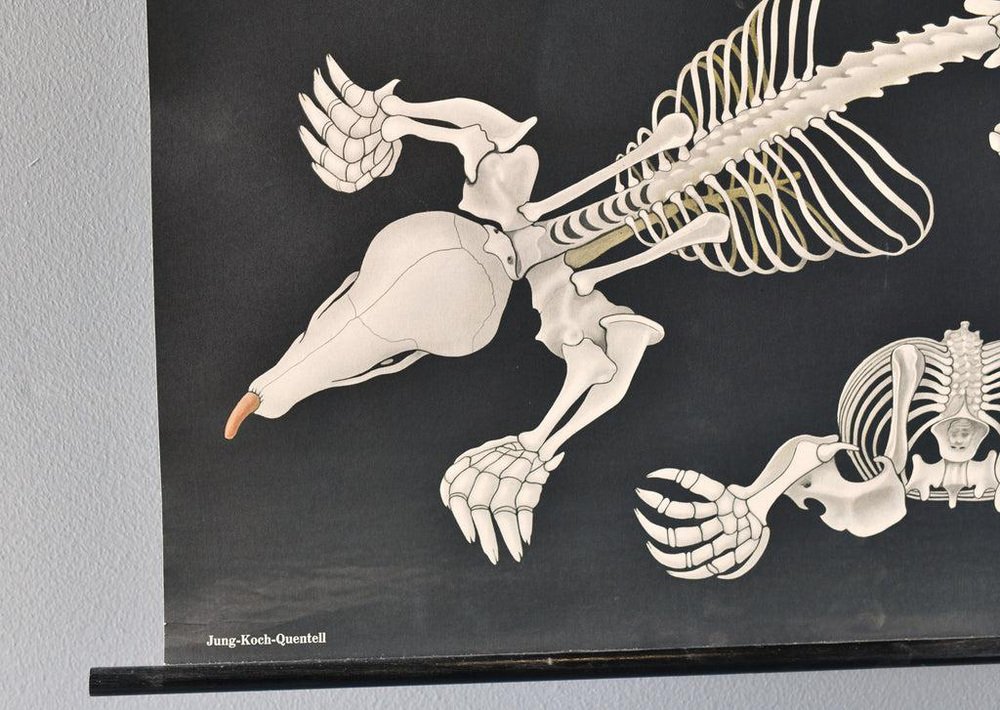 Wall Chart of the Mole by Jung-Koch-Quentell, 1950s for sale at Pamono