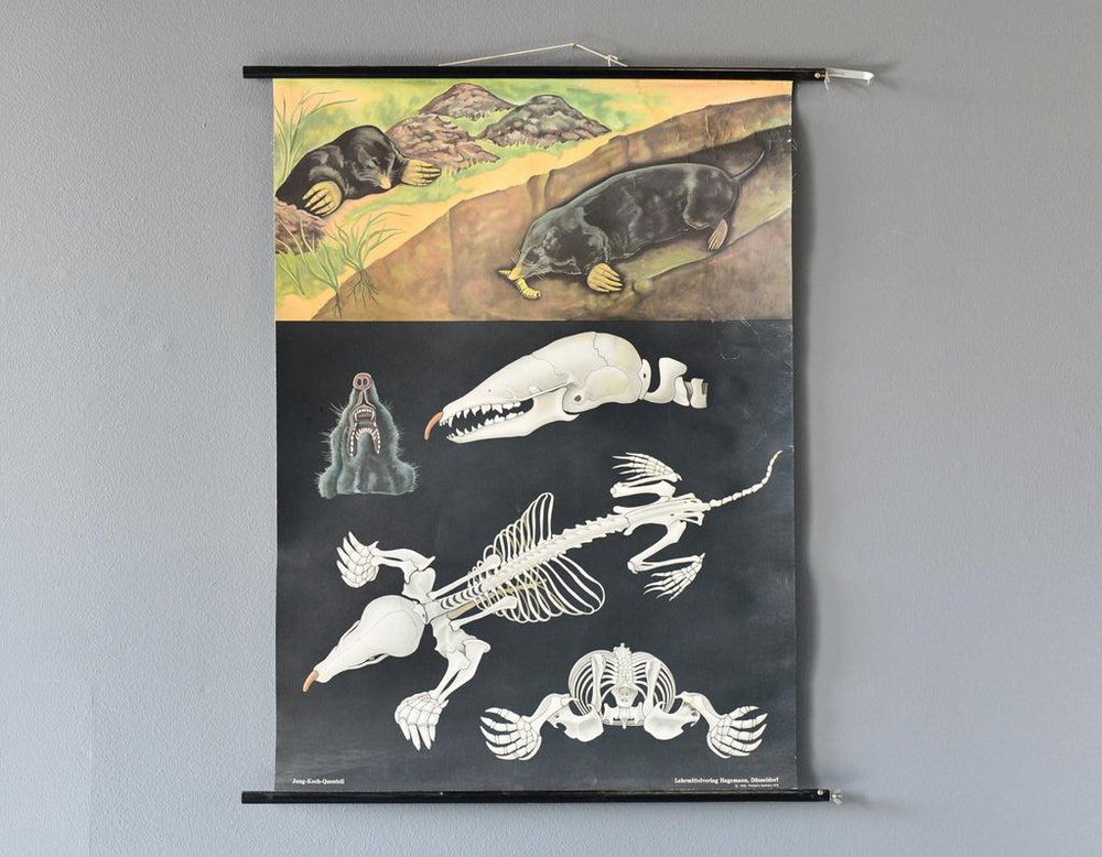 Wall Chart of the Mole by Jung-Koch-Quentell, 1950s for sale at Pamono