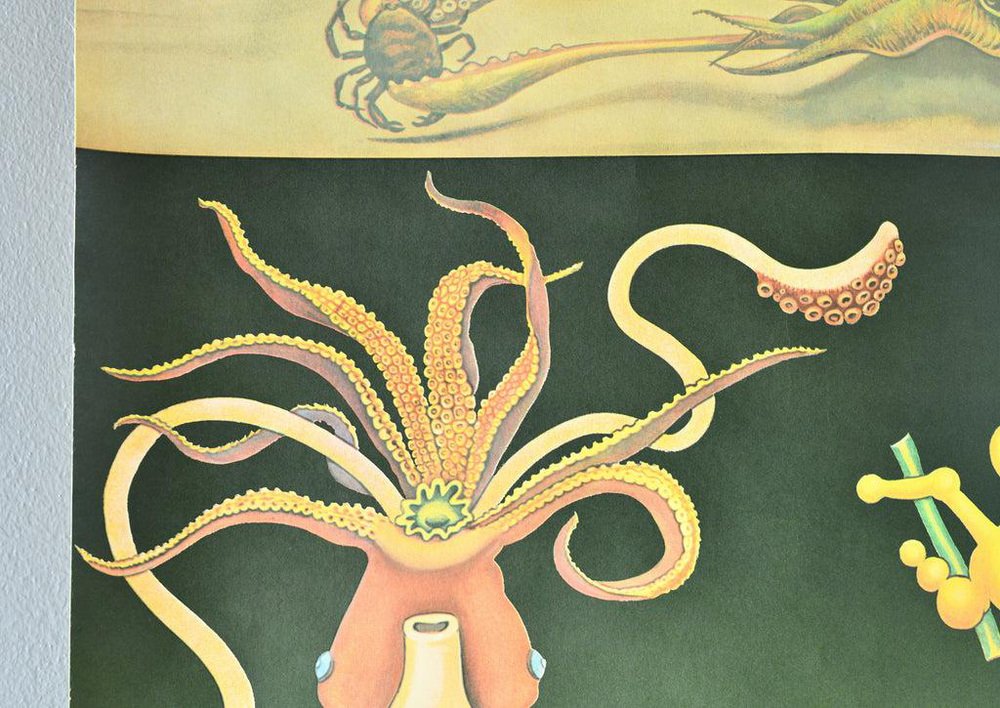 Canvas Wall Chart of the Squid by Jung Koch Quentell, 1960s for sale at ...