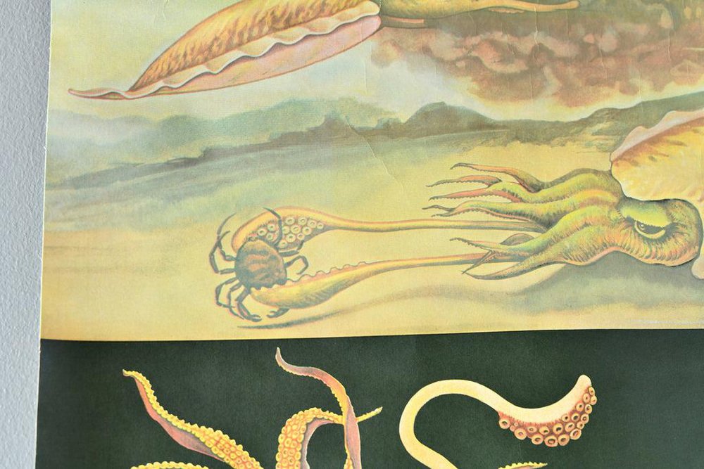 Canvas Wall Chart of the Squid by Jung Koch Quentell, 1960s for sale at ...