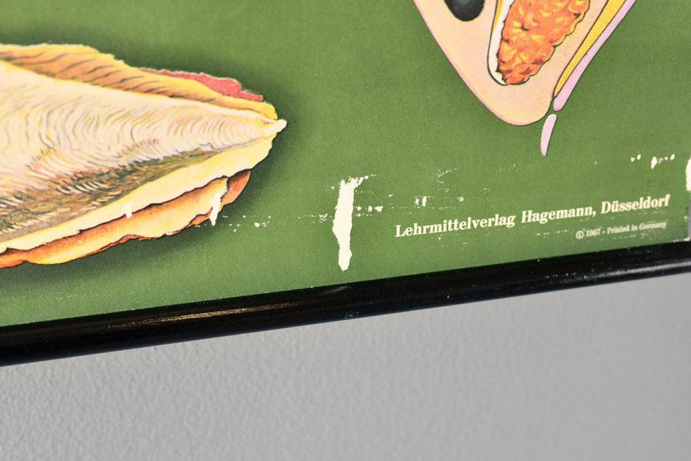 Canvas Wall Chart of the Squid by Jung Koch Quentell, 1960s for sale at ...