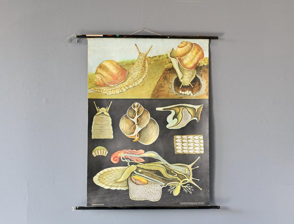 Educational Chart of the Snail by Jung Koch Quentell 1960s for sale at ...