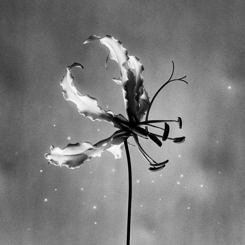 Ugne Pouwell, Gloriosa, 2024, Photography for sale at Pamono