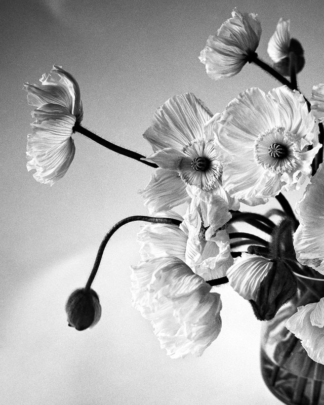 Poppy Bunch - Black and White Floral Photography, Limited Edition 2 of ...