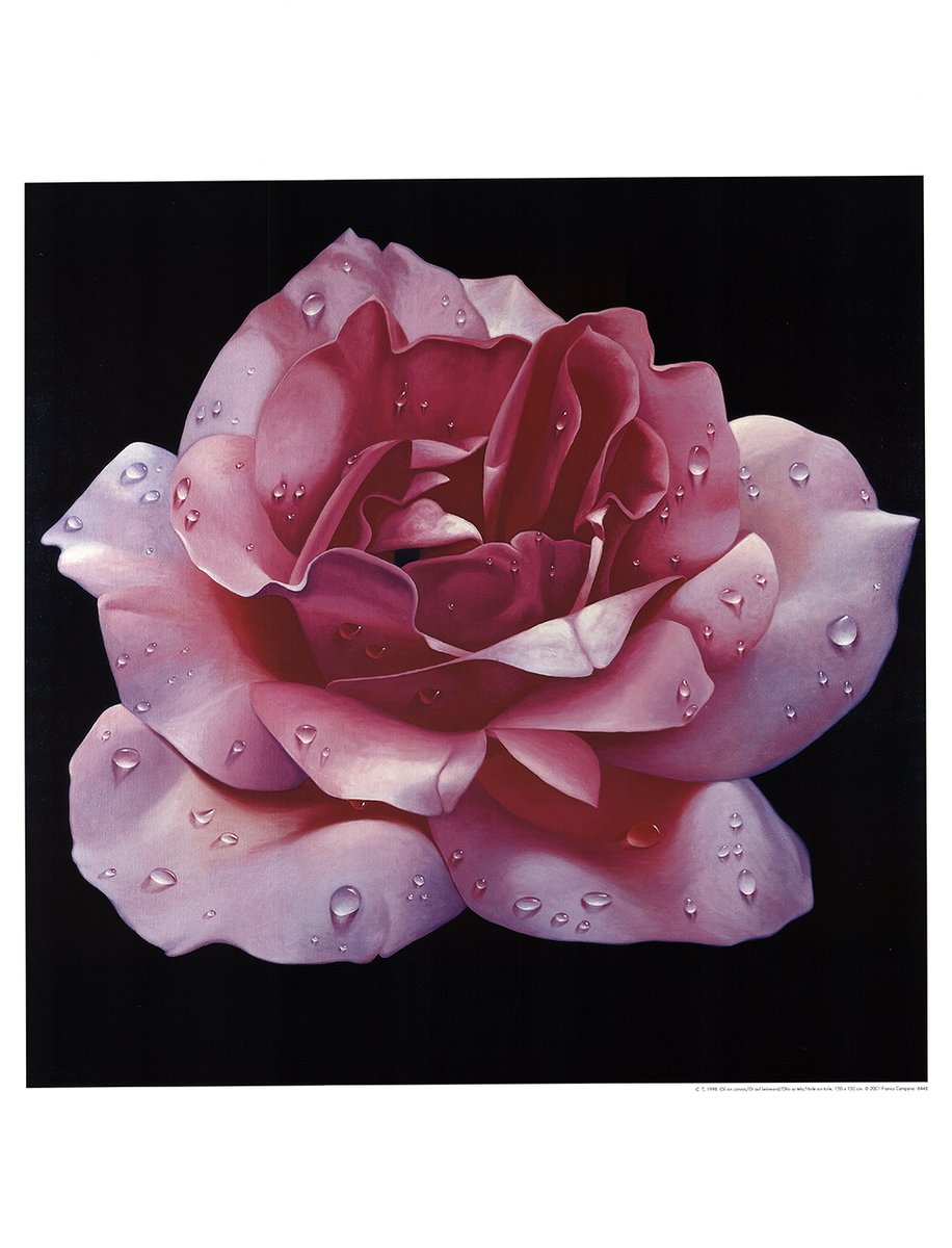 Franco Campana, Pink Rose, Art Print for sale at Pamono