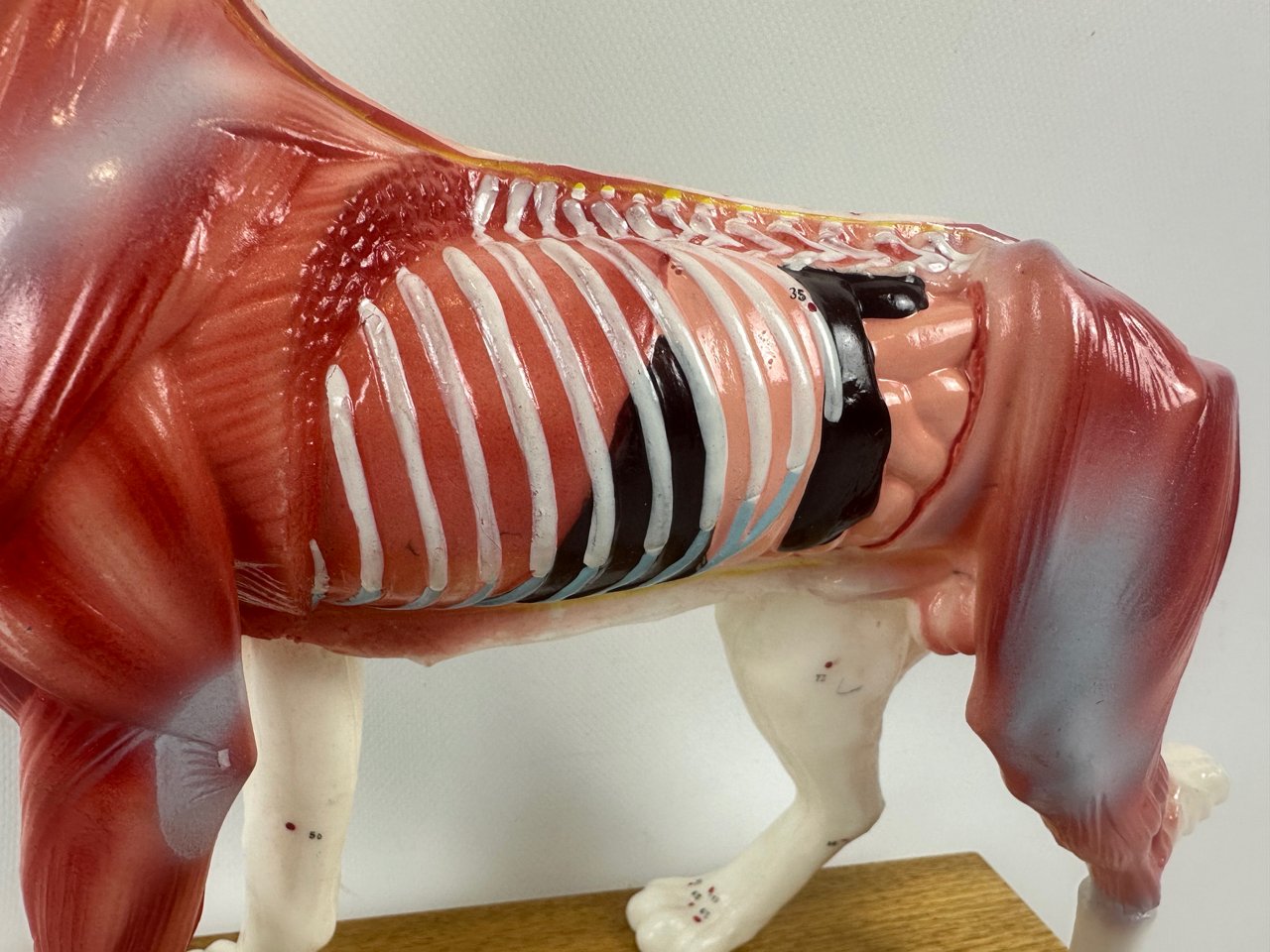 Vintage Vinyl Dog Acupuncture Model, 1970s for sale at Pamono