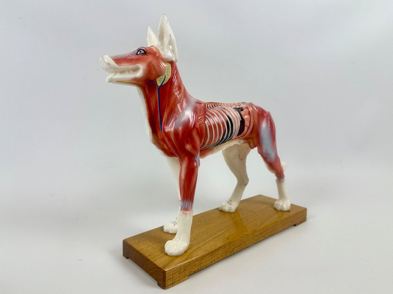 Vintage Vinyl Dog Acupuncture Model, 1970s for sale at Pamono