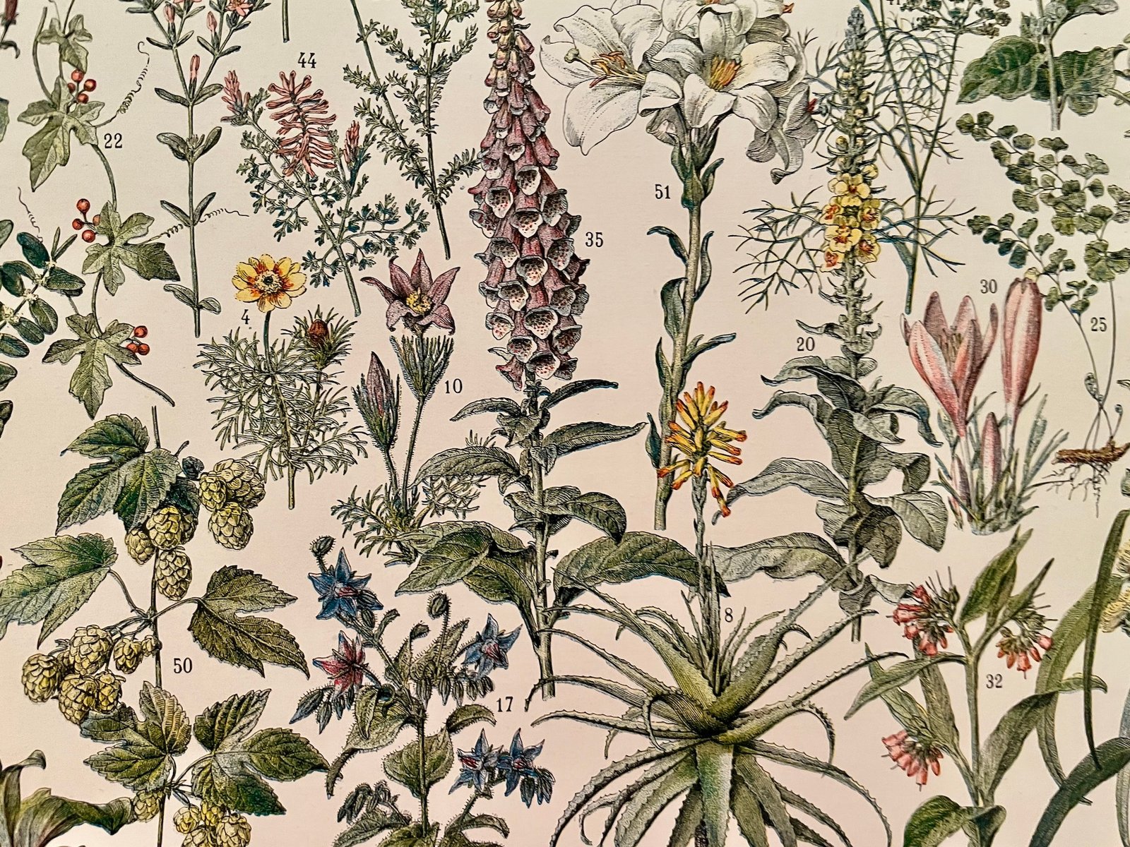 Adolphe Millot, Medicinal Plants (Absinthe), 1930, Lithograph, Framed ...