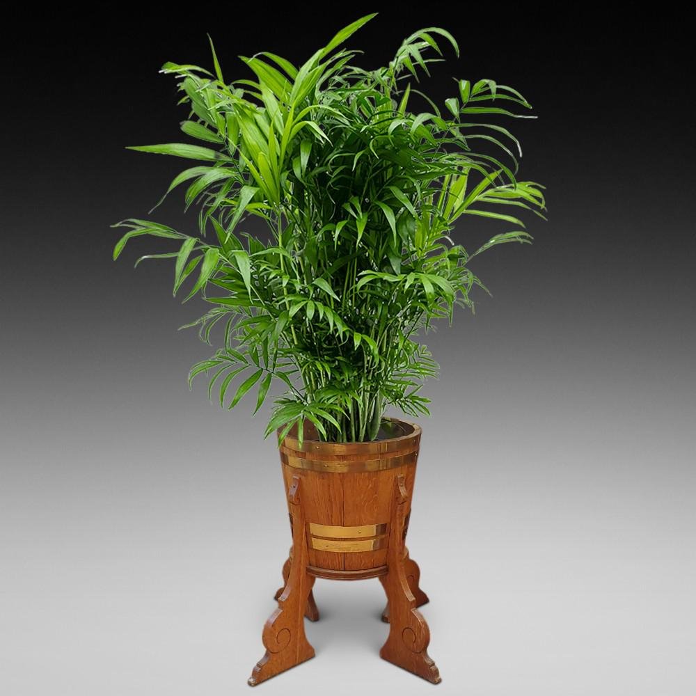 Arts and Crafts Brass Bound Oak Planter, 1890s for sale at Pamono