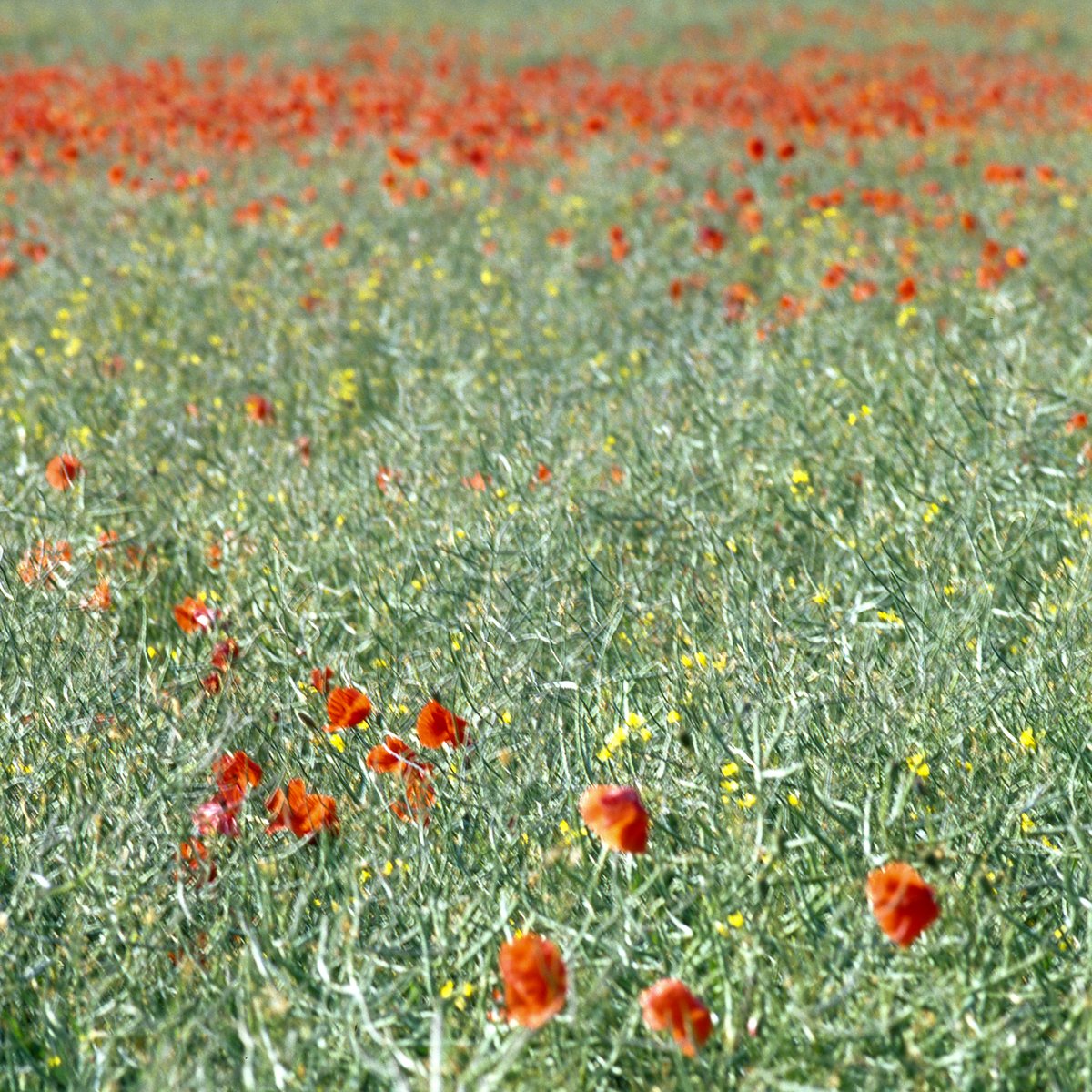 Paul Cooklin, Poppies, Photograph for sale at Pamono