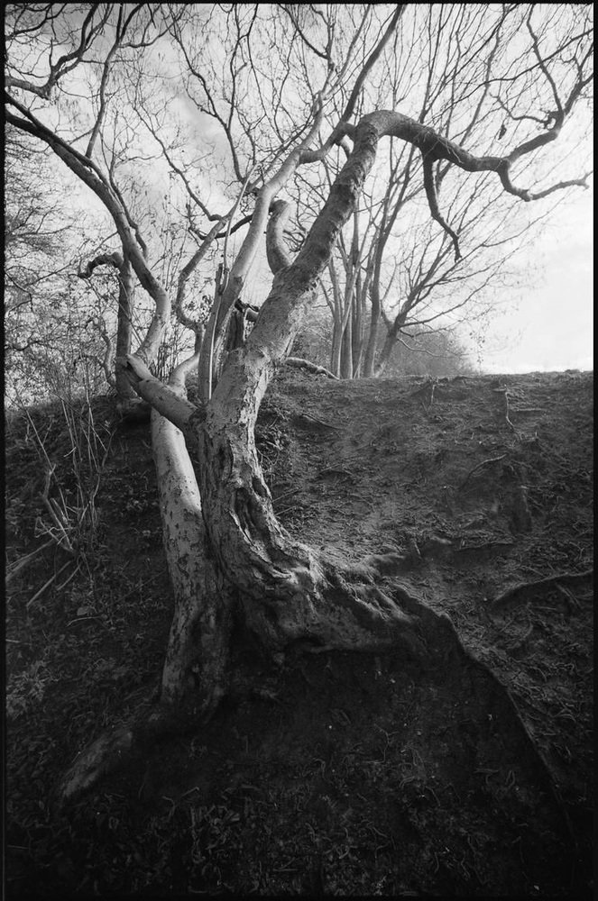 Paul Cooklin, Tree Branches, Silver Gelatin Photograph for sale at Pamono