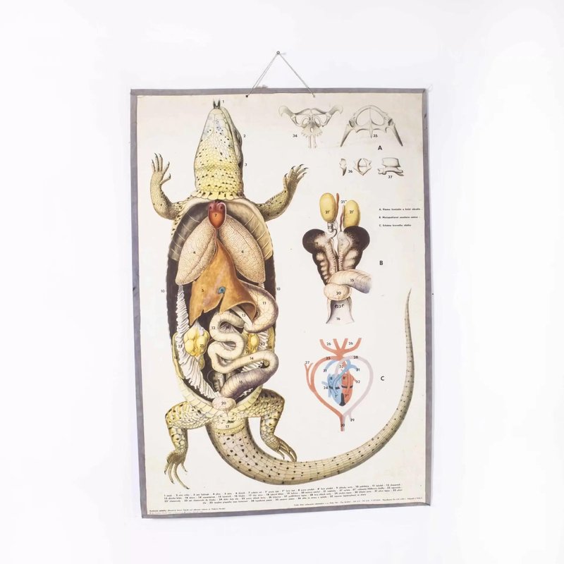 Lizard Educational Poster, 1960s for sale at Pamono