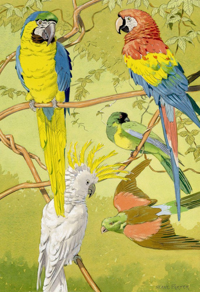 William Neave Parker, Parrots Bird Illustration, 1890s, Gouache ...