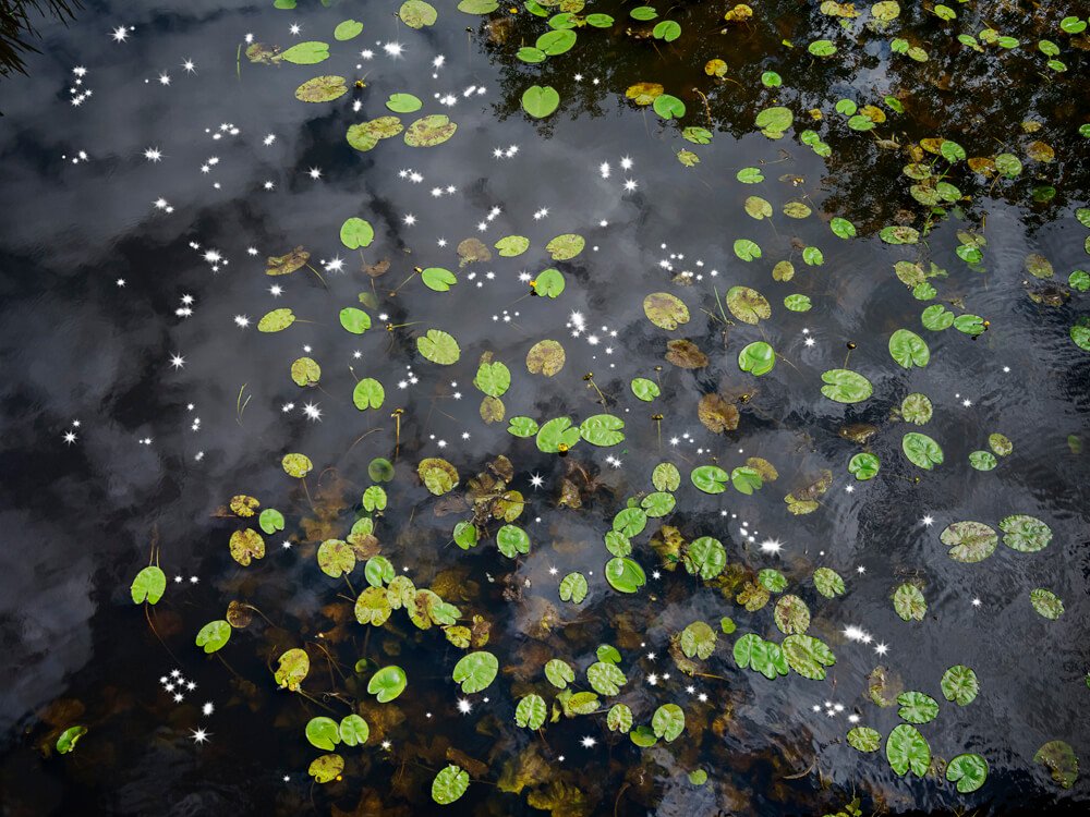 Ellie Davies, Chalk Streams 9, 2023, Photograph for sale at Pamono