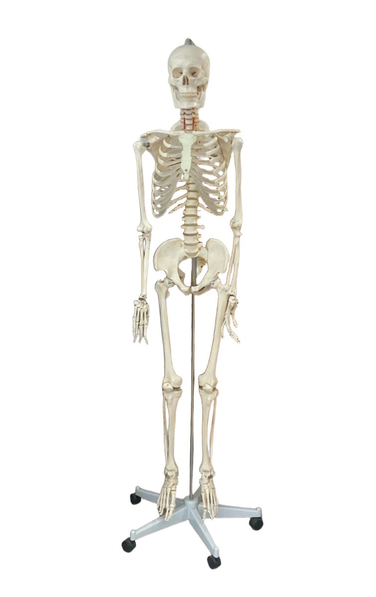 Vintage Skeleton Display Statue with Stand for sale at Pamono