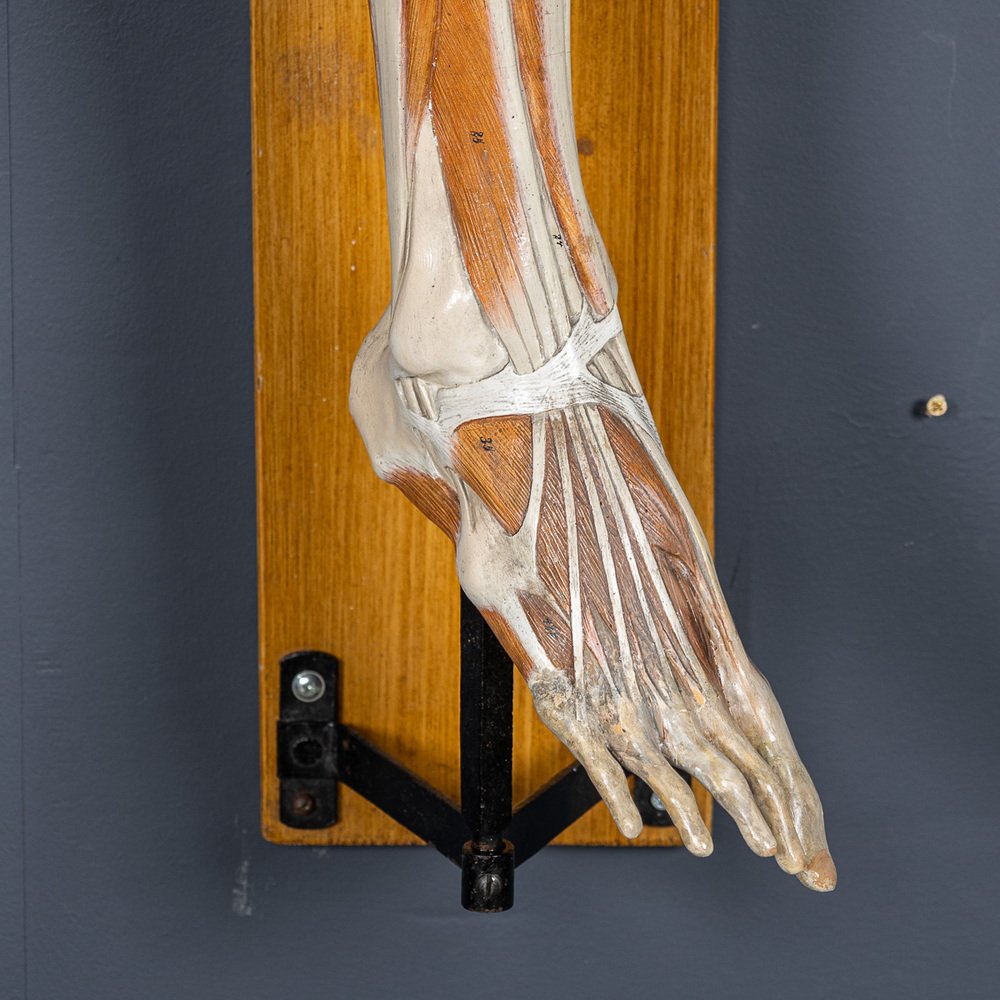 Antique 19th Century Human Anatomical Leg Model by Bock Steger, Leipzig ...