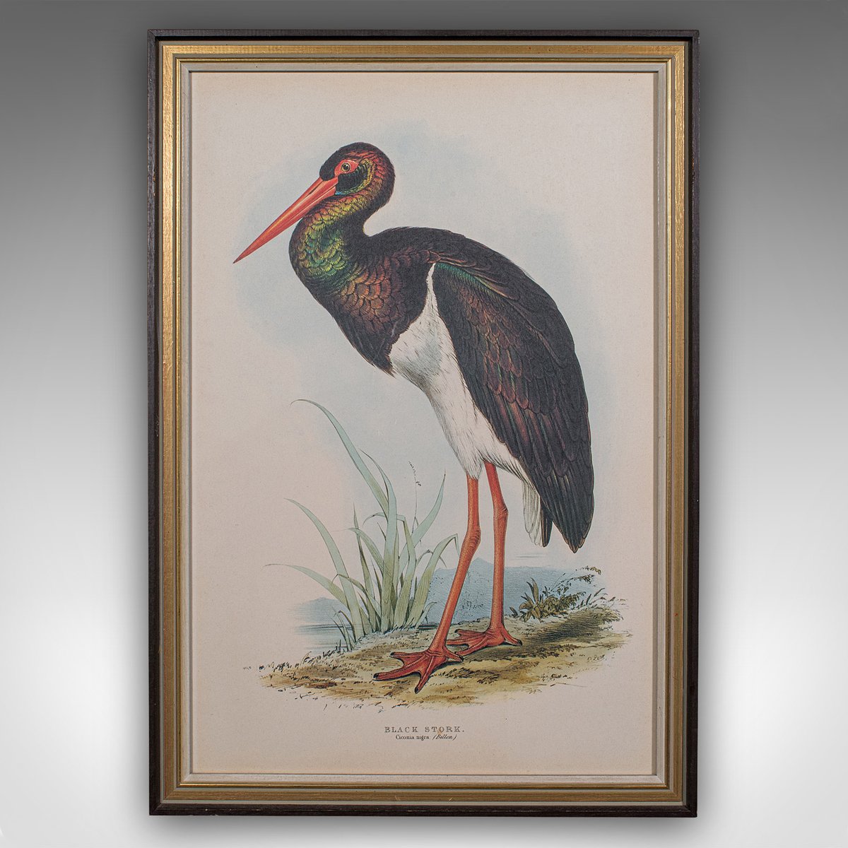 Edwardian English Artist, Exotic Birds, Prints, 1910, Set of 4 for sale ...